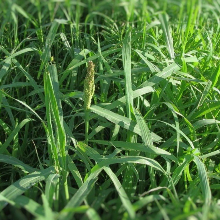 Japanese Millet Grass Seeds 50gms – One Stop Bunny Shop
